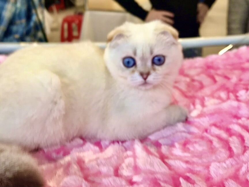 Синеглазый снежок