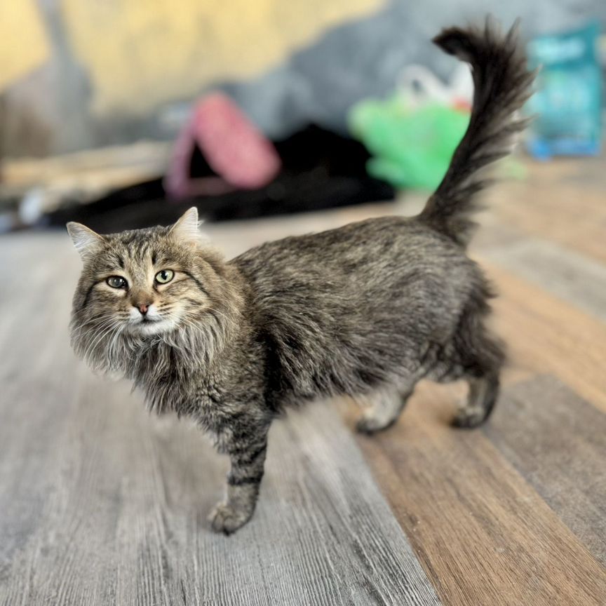 Кот Тима из приюта в шансе на жизнь