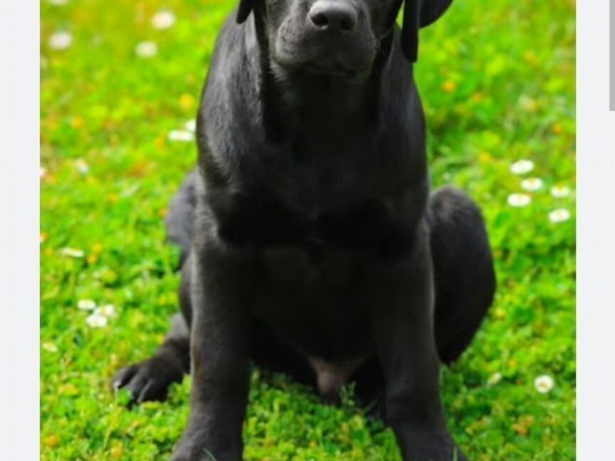 Собака лабрадор