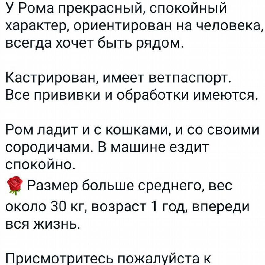 Домашние животные собаки в добрые руки