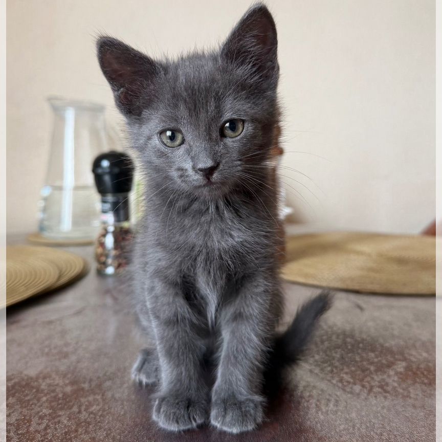 Британский длинношёрстный котёнок