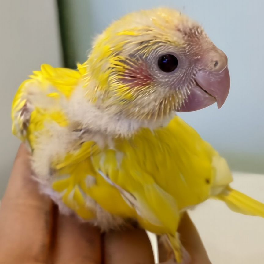 Попугай какарик выкормыш птенец супер ручной