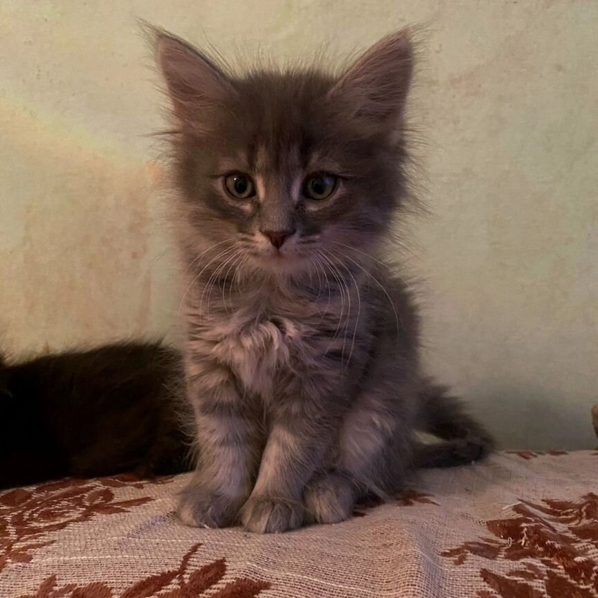Помогите спасти котят, подкинули в коробке