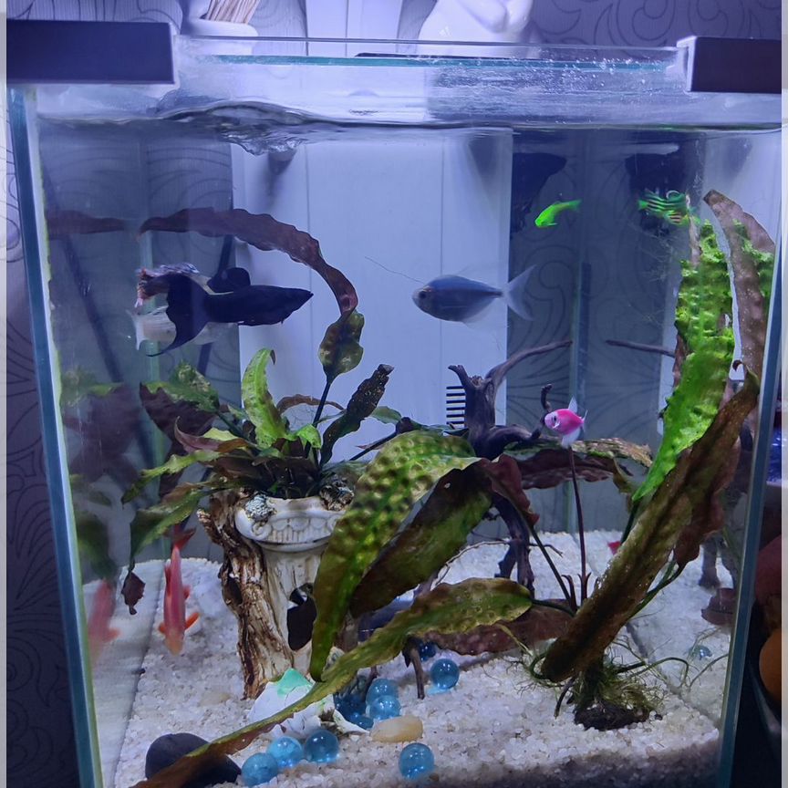Аквариум кубик с рыбками