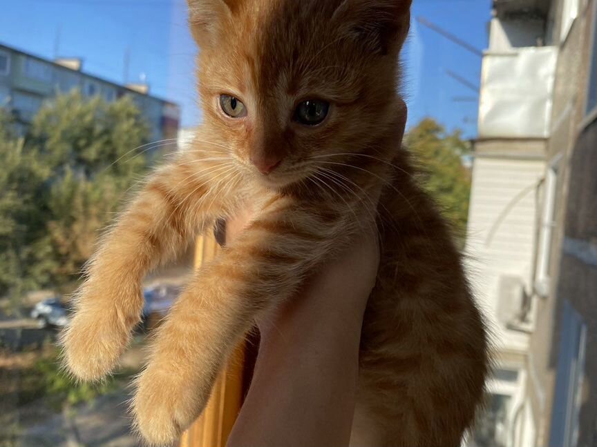 Котята в добрые руки