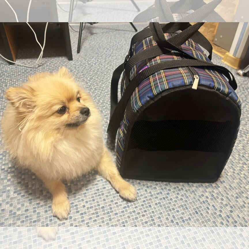 Переноска доя животных