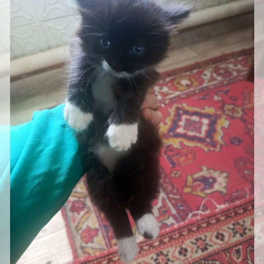 Котёнок в добрые руки