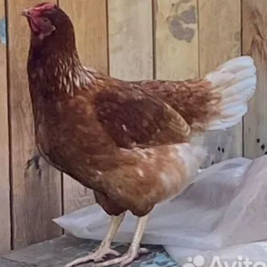 Инкубационное яйцо легорн далматинец и ломан браун