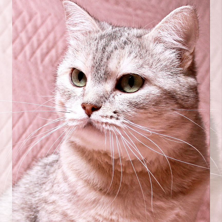 Шотландская прямоухая короткошёрстная кошка, взрослая