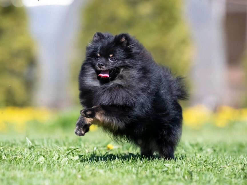 Щенки померанского шпица 8 мес