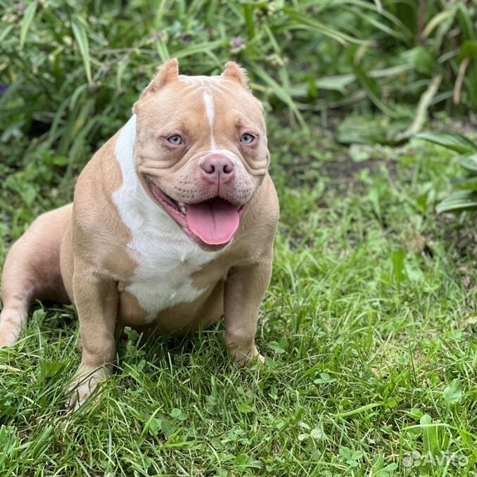 Красавица булли Аврора