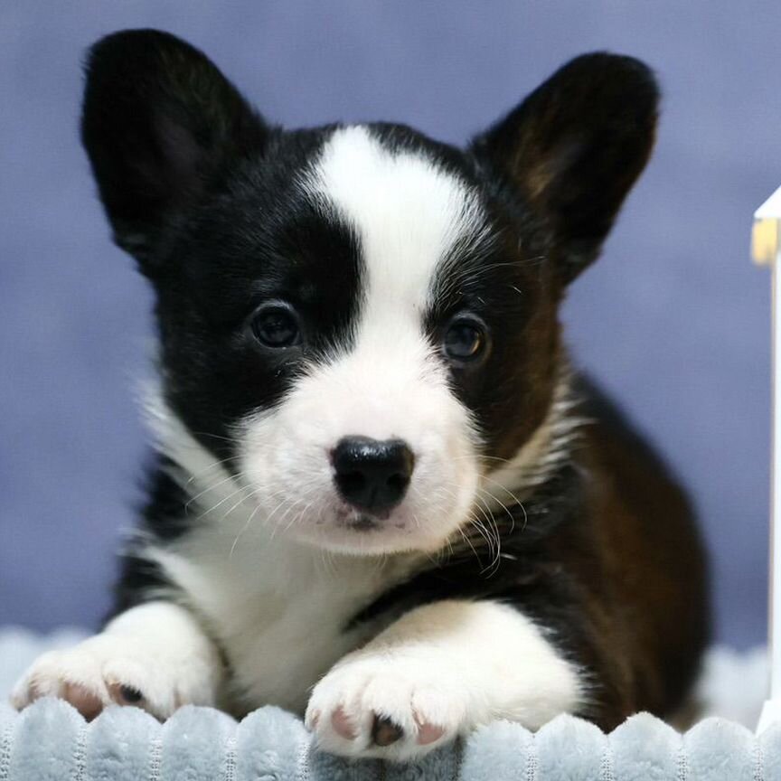 Вельш Корги Кардиган, щенок