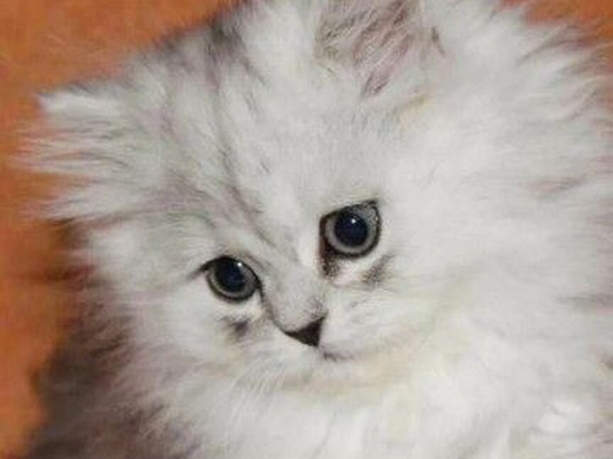 Персидская серебристая шиншилла