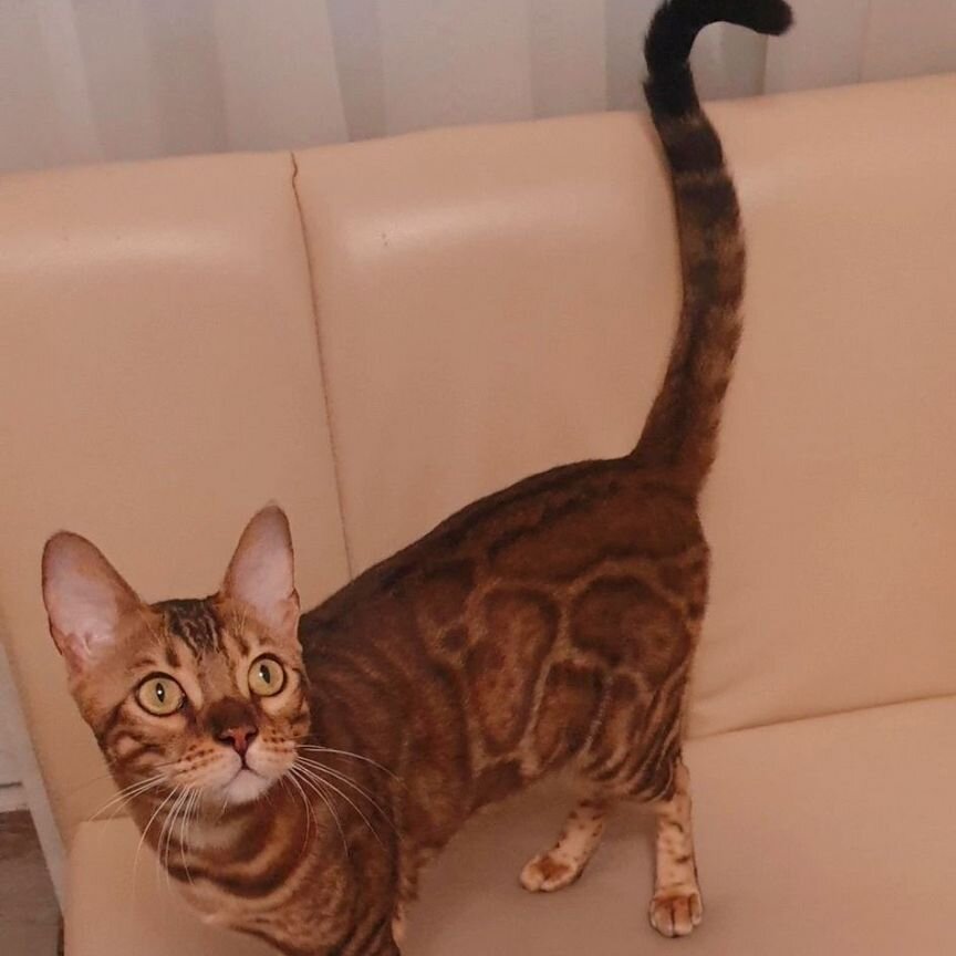 Бенгальская кошка