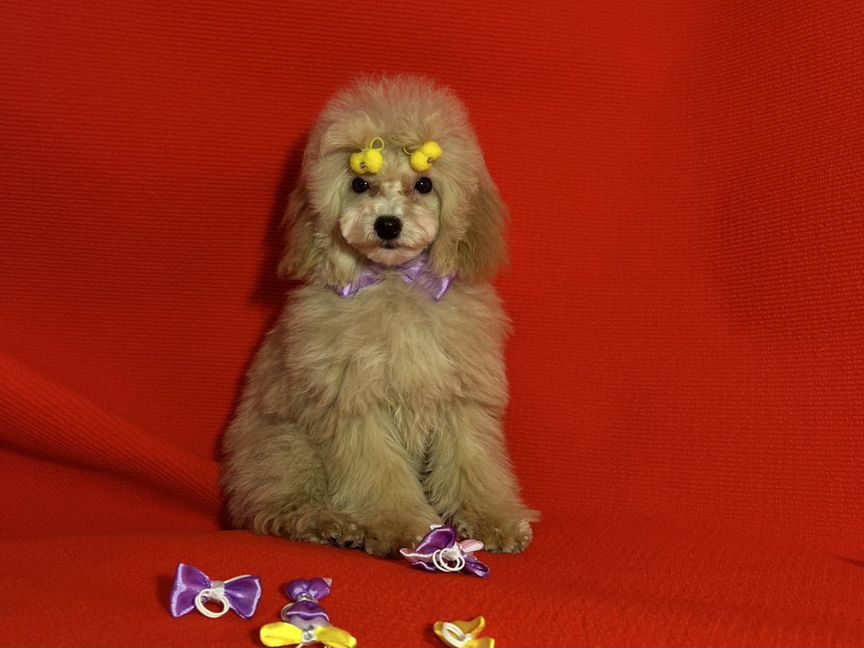 Мальтипу f1 мини