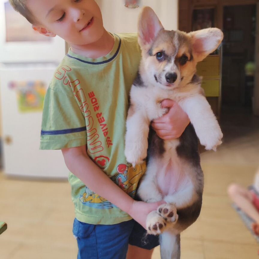 Коржик
