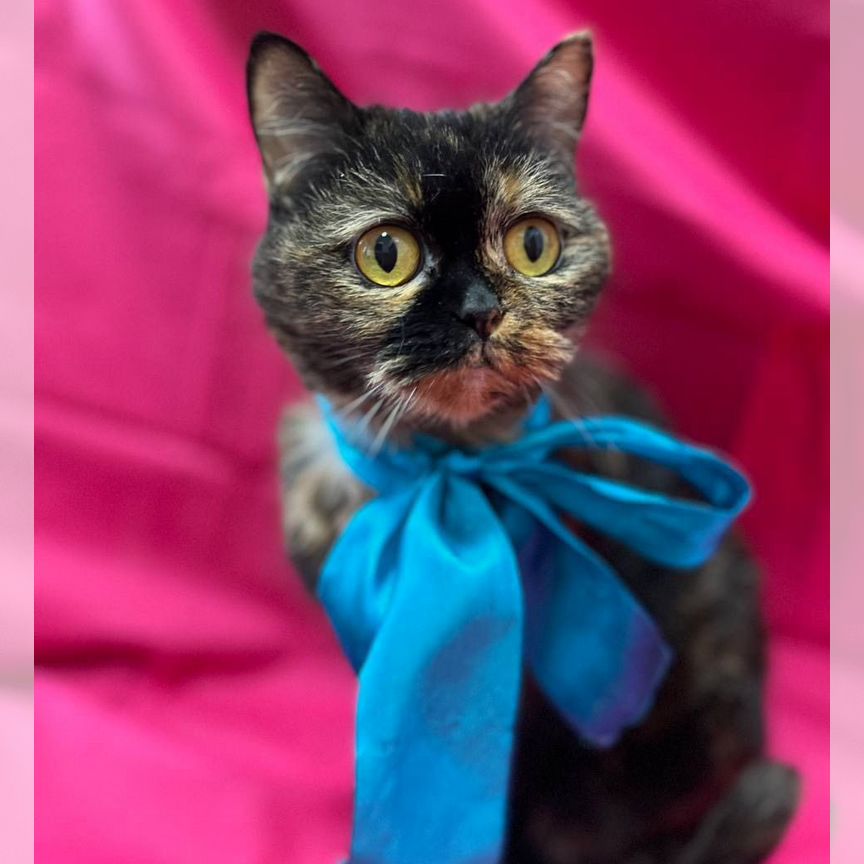 Взрослая, кошка в добрые руки