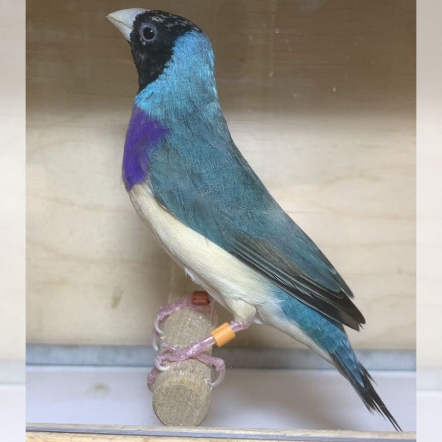 Амадины гульда