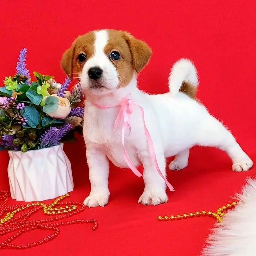 Джек-рассел-терьер, щенок