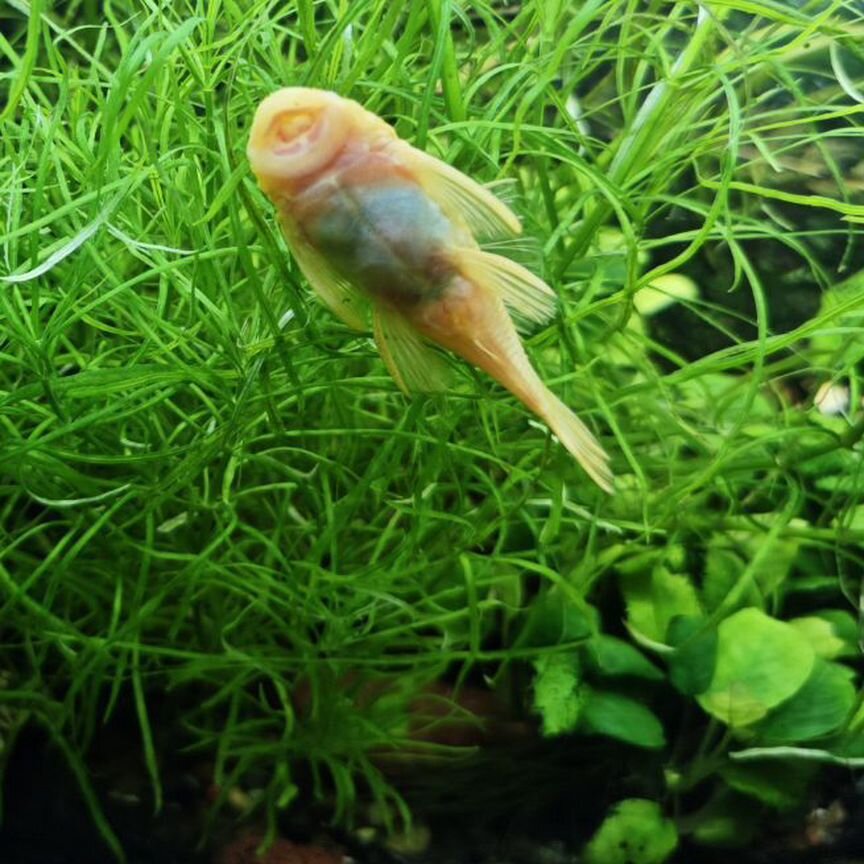 Погостемон октопус