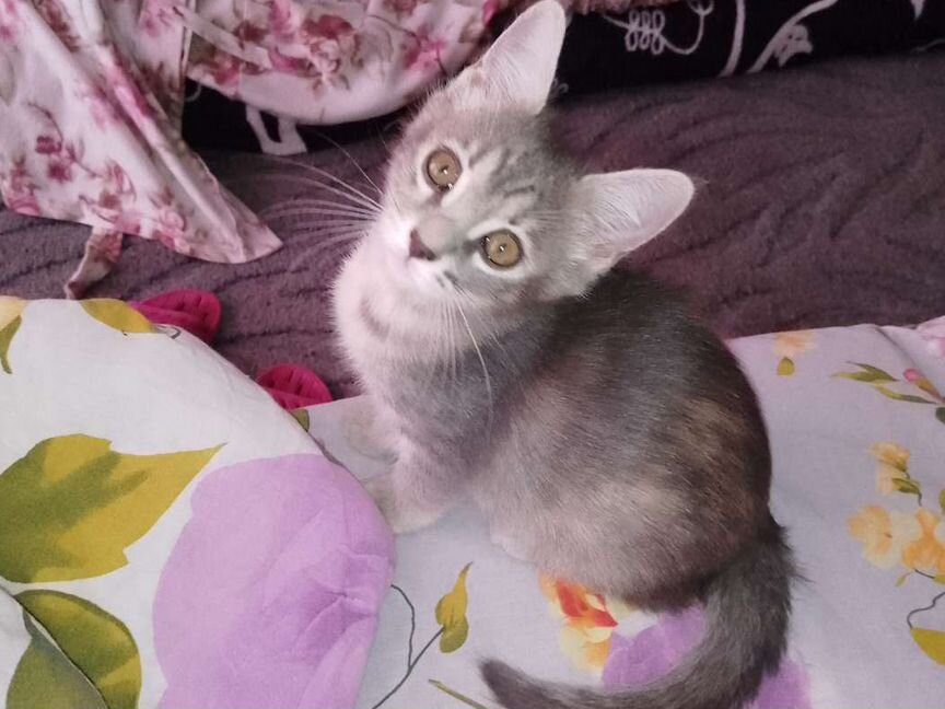 Отдам котенка в самые добрые и надёжные руки