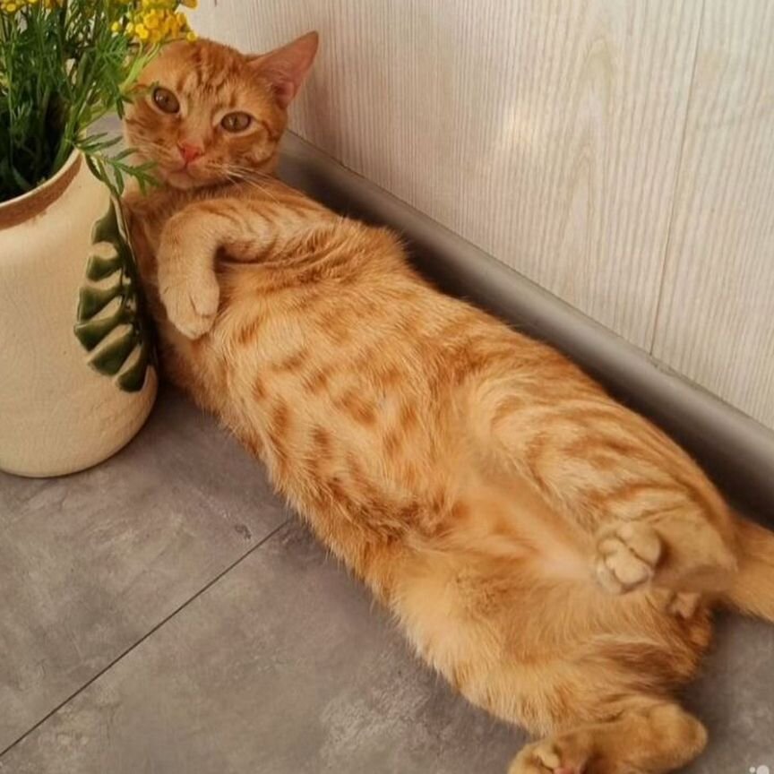 Кот Симба