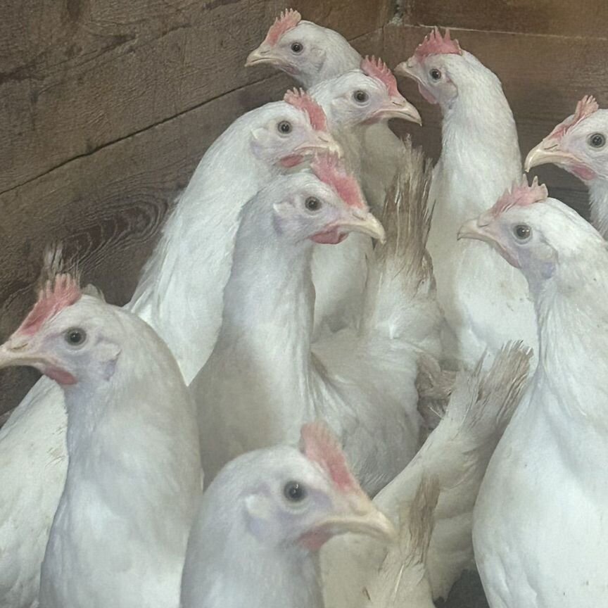 Куры молодки