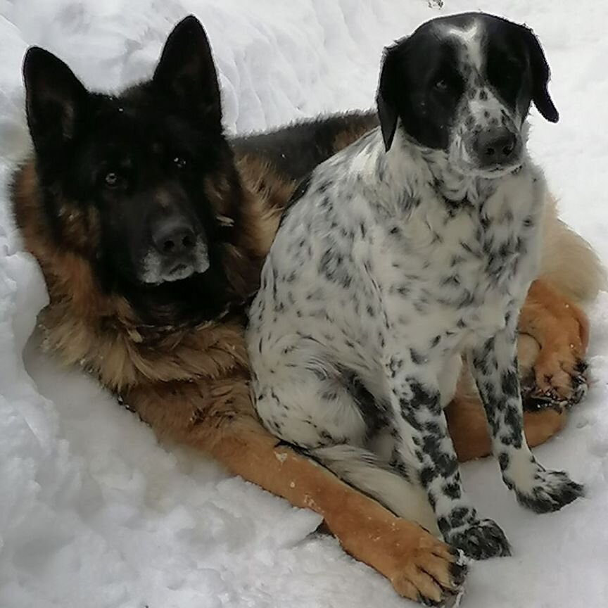 Немецкая овчарка, вязка