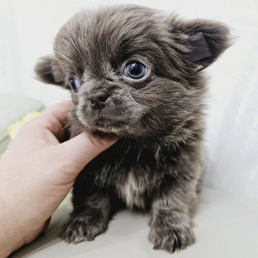 Чихуахуа лиловый мальчишка