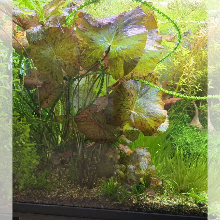 Нимфея тигровая красная