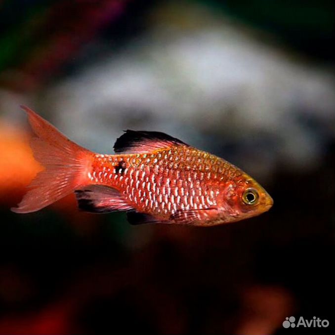 Яркие барбусы и сомики