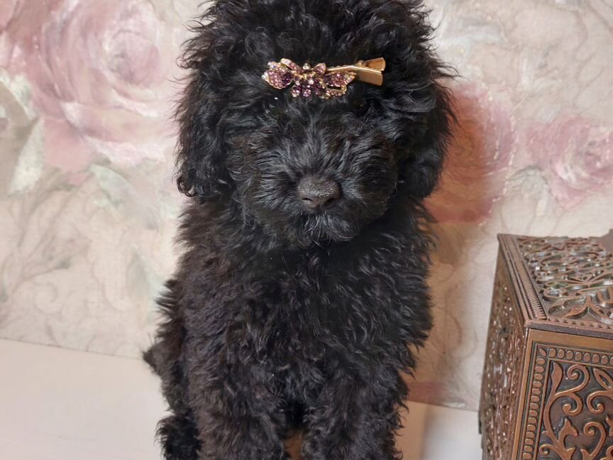 Принцесса той-пудель