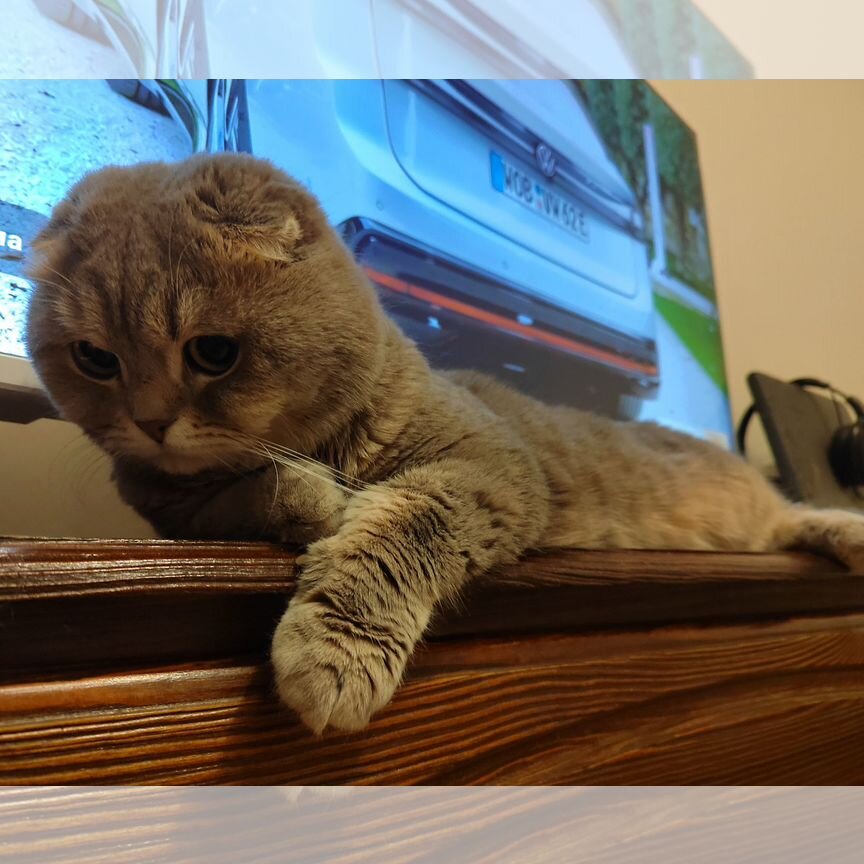 Шотландский котик ищет подругу - вязка
