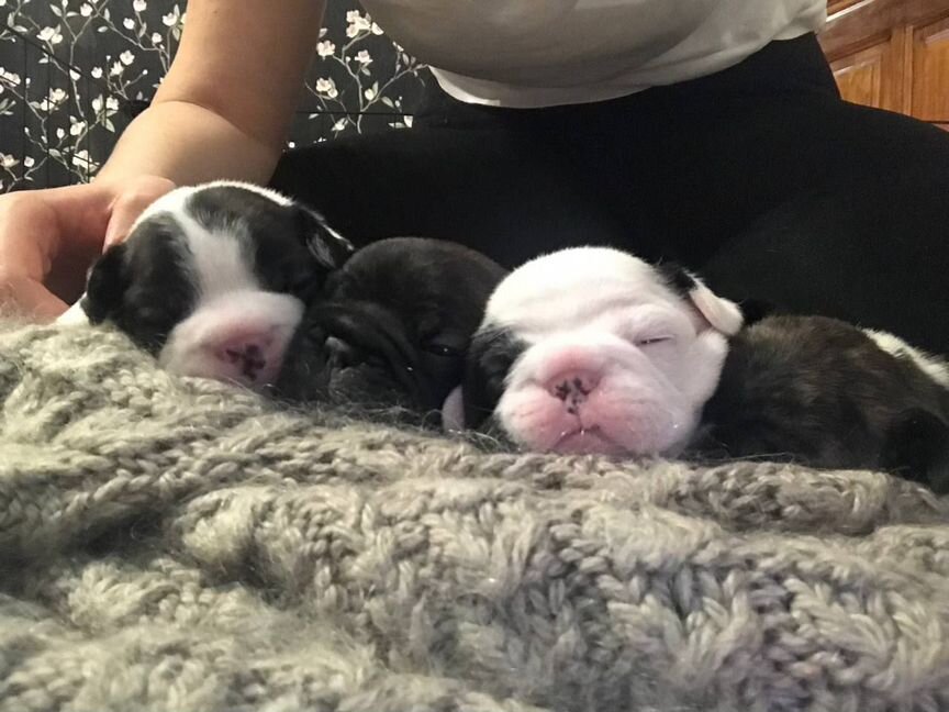 Французский бульдог