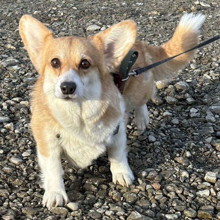 Вельш Корги Кардиган, взрослая собака