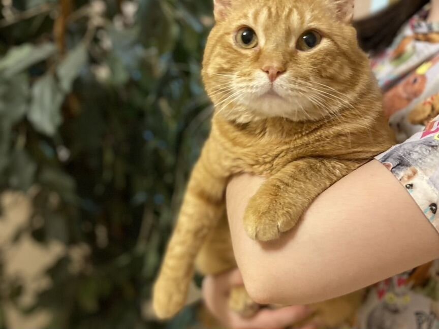 Кот в добрые руки