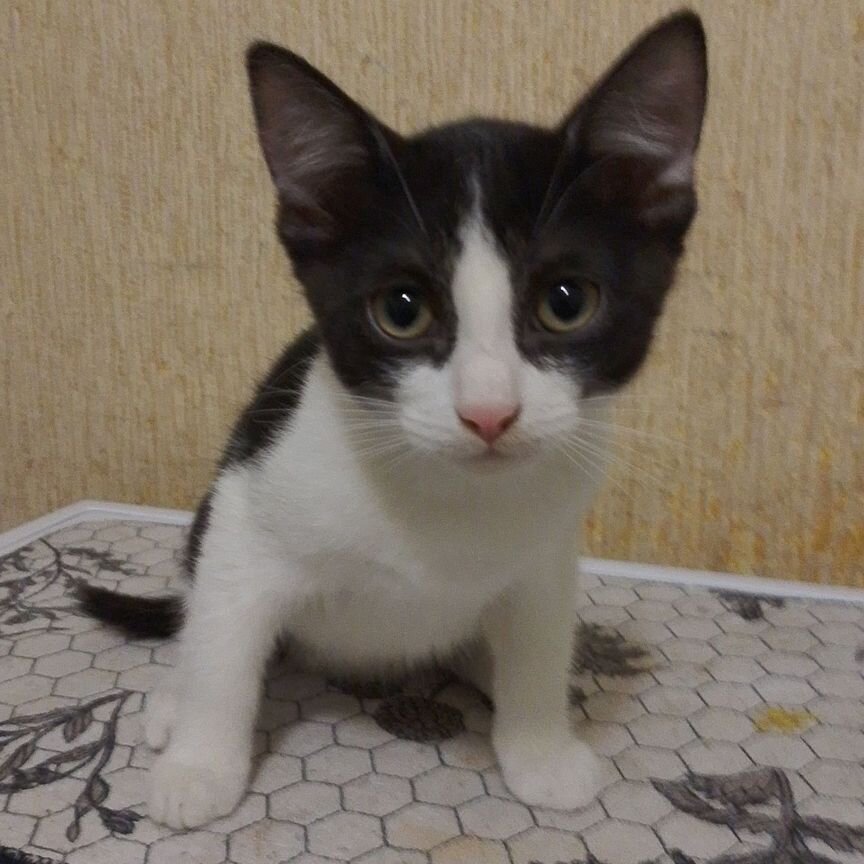 Котики бесплатно в добрые руки