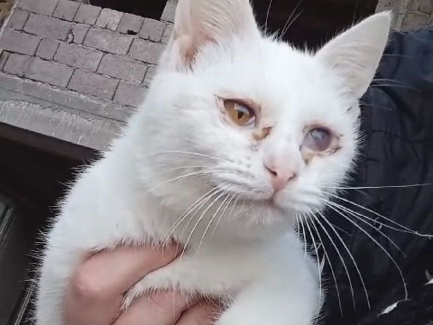 Котик на стройке