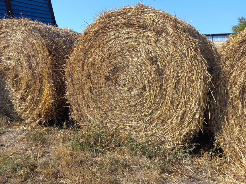 Сено суданка