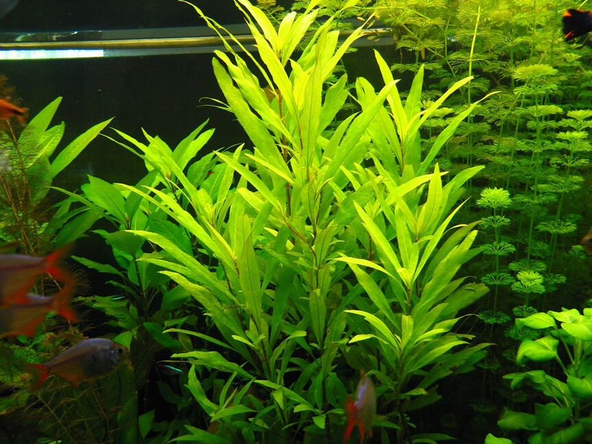 Аквариумные рыбки и растения