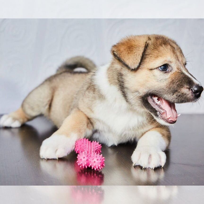 Щеночек в добрые руки