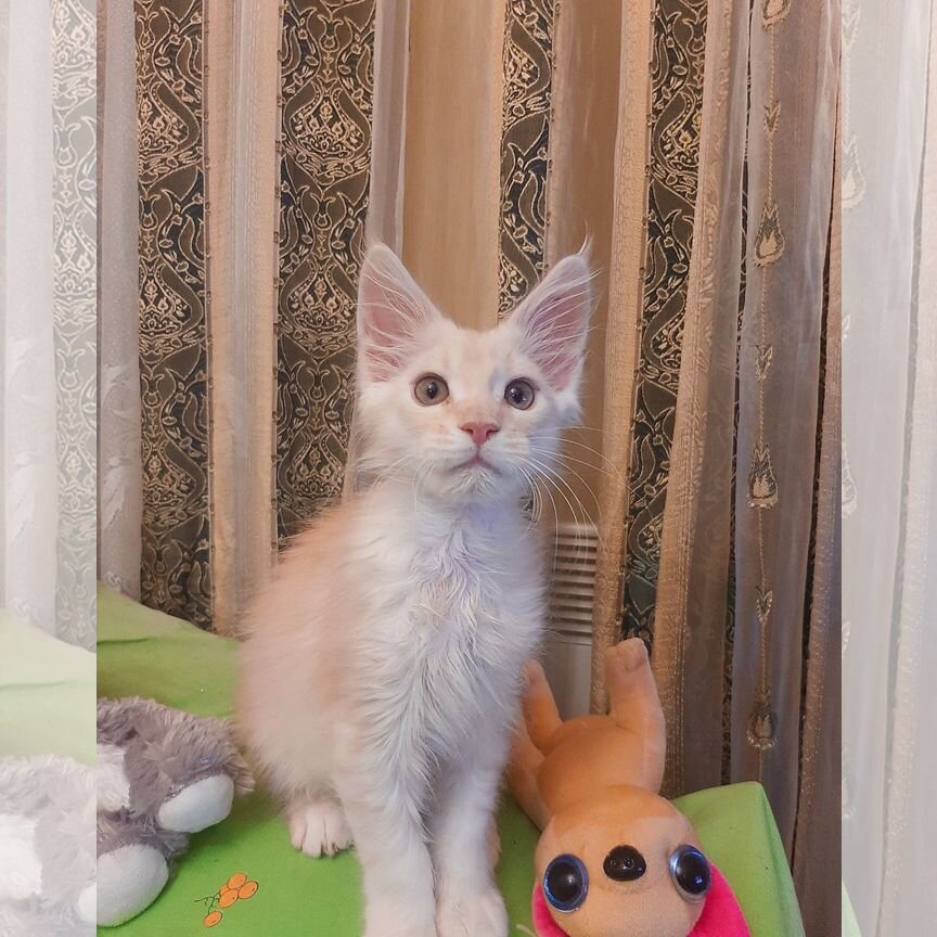Котята мейн-кун