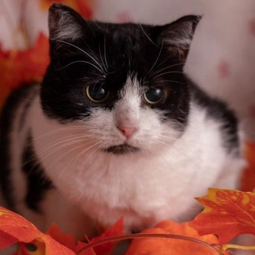 Взрослая кошка в добрые руки