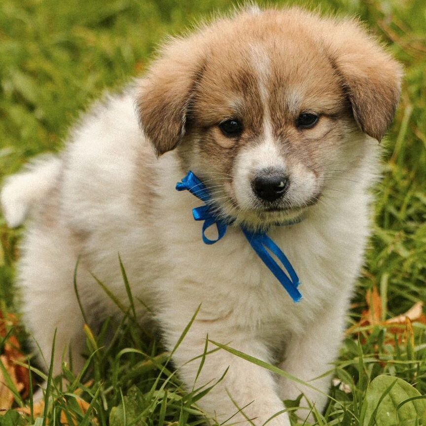 Щеночки от маленькой собачки в добрые руки