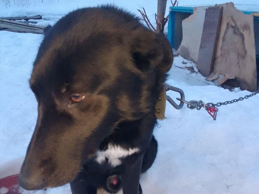 Собака в добрые руки отдам бесплатно