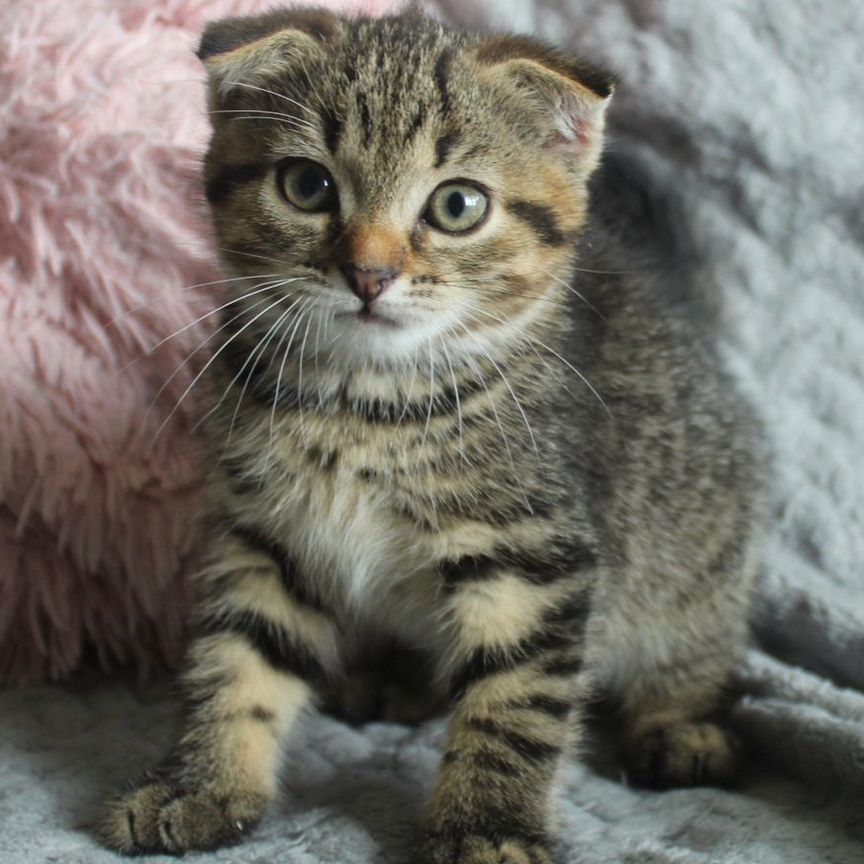 Шотландские вислоухие котята