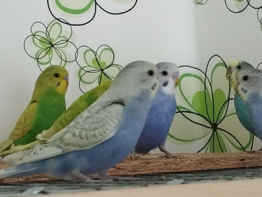 Волнистые попугаи чехи