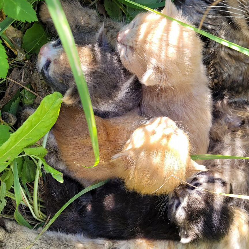Котята в добрые руки