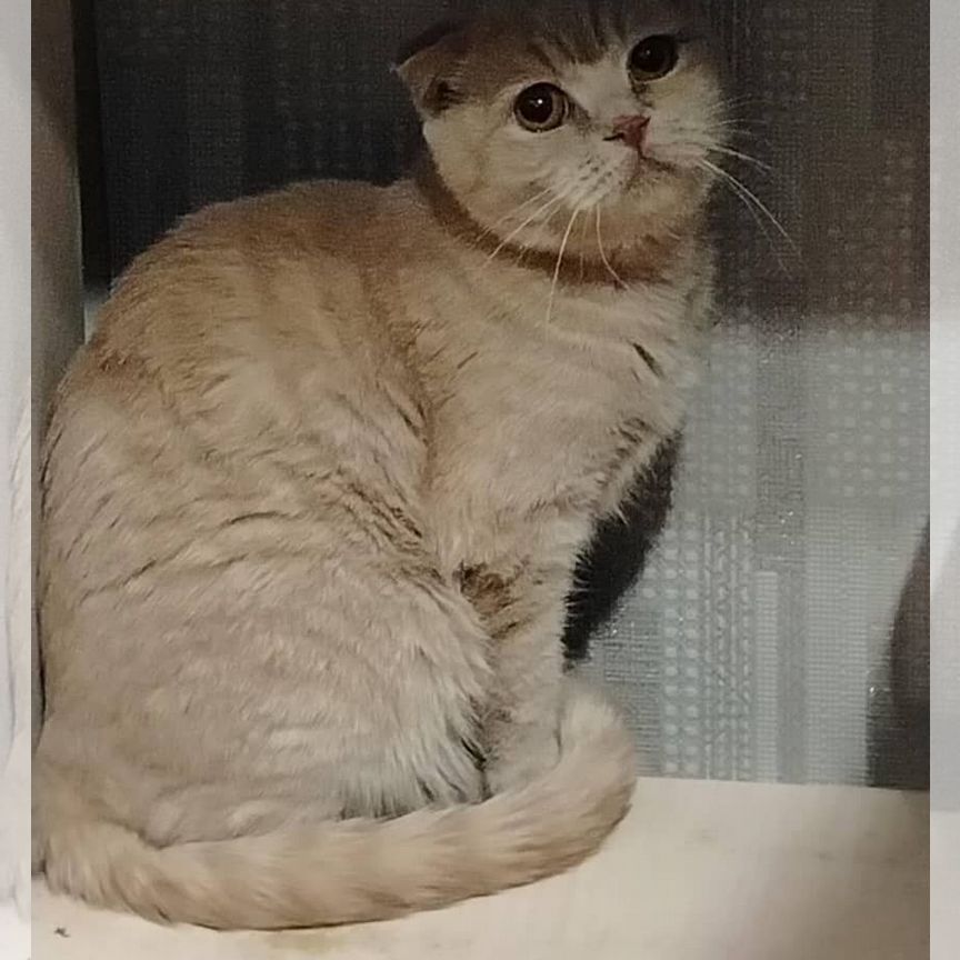 Британская короткошёрстная кошка, взрослая