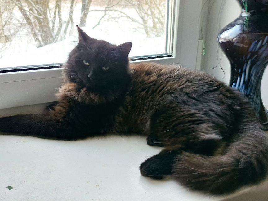 Кошки в добрые руки мейн-кун